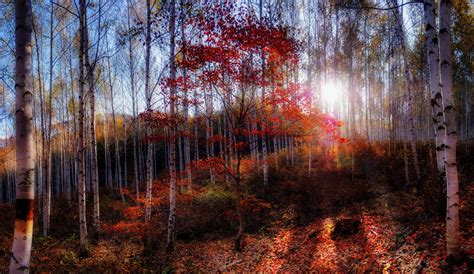 789165 Autumn Forests Trees Birch Rare Gallery Hd Wallpapers
