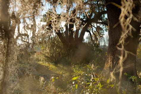 მისტიკური დაბლობი