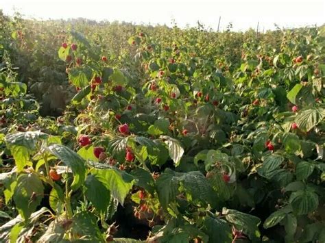 Ремонтантная малина эти 3 отличия от обычной малины важно знать чтобы не лишиться доброй