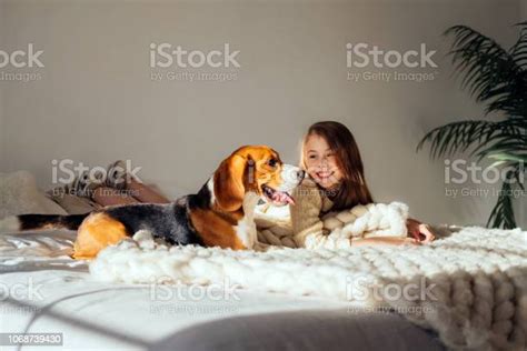 개 침대에 아이입니다 비글과 여자는 함께 웃음 웃 긴 강아지와 예쁜 백인 소녀 침실에서 놀기에 대한 스톡 사진 및 기타 이미지 Istock