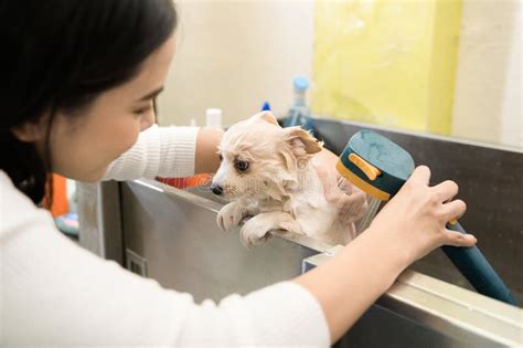 Female Professional Groomer Bathing Dog At Pet Spa Grooming Salon Stock
