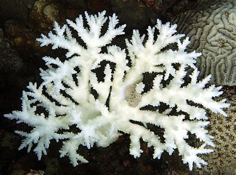 Coral Reefs That Glow Bright Neon During Bleaching Offer Hope For