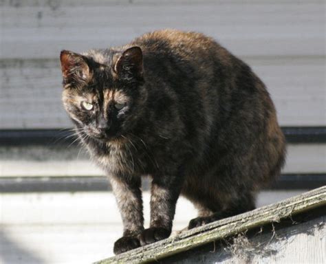 The Feral Life Compassion Cats Bobtail Tortoise Shell On Roof Feral