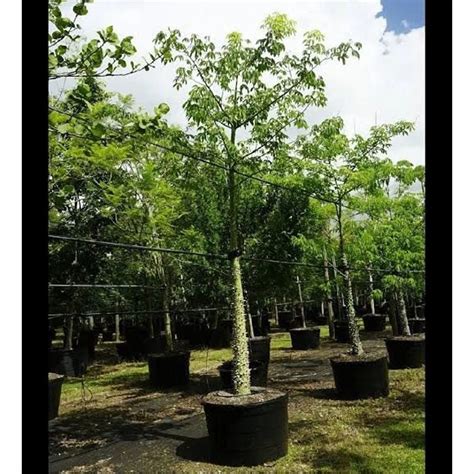 Chorisia Speciosa Plant At ₹ 300 Piece Chilkana Sultanpur Id