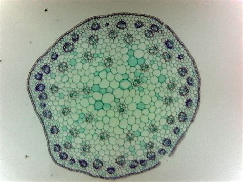 Dicot Stem Microscope