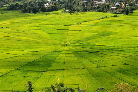 Hình ảnh Cánh đồng Lúa đẹp Tổng Hợp Hình ảnh Cánh đồng Lúa đẹp Nhất