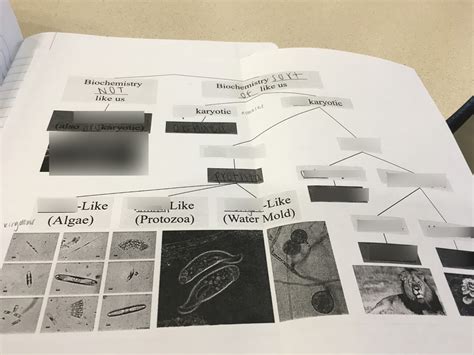 Flowchart Domain And Kingdom Diagram Quizlet