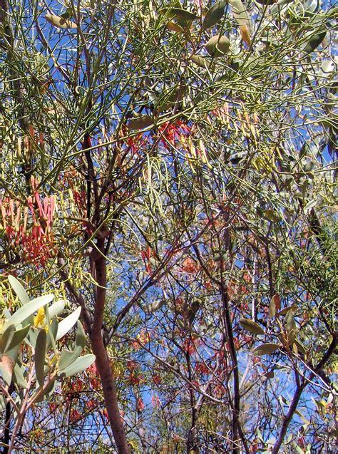 Wire Leaf Mistletoe Amyema Preissii Ausemade