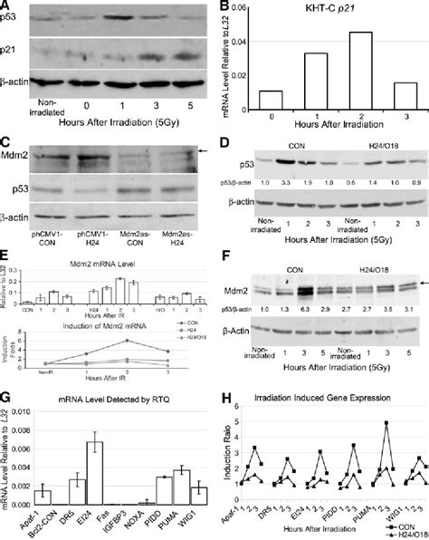 Figure 6 From Hypoxia Enhances Metastatic Efficiency By Up Regulating