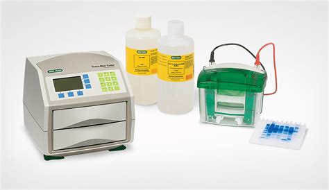 Dna Pcr And Agarose Gel Electrophoresis — Bio Rad