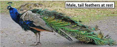 27 Common Birds That Are Found In China 2025 Bird Watching Hq