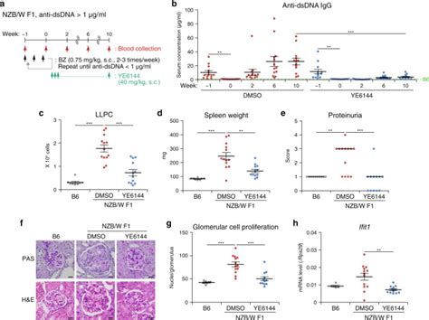 Genetic And Chemical Inhibition Of Irf5 Suppresses Pre Existing Mouse Lupus Like Disease Pmc