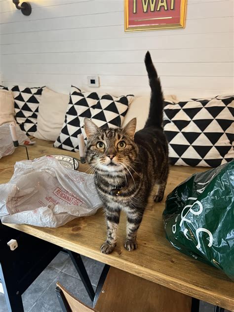 Standard Issue Airbnb Host Rstandardissuecat