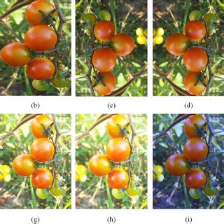 Image Enhancement A Original Image B Scaling And Cropping C Download Scientific