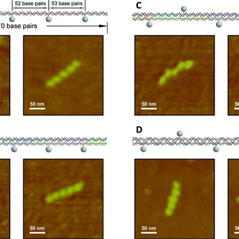 Labeled Dna Structures And Their Corresponding Atomic Force Microscopy