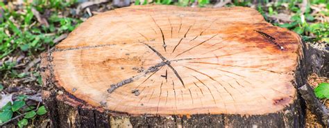 What You Need To Know About Stump Grinding Legacy Tree Service