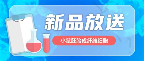【新品放送】胚胎干细胞和诱导多能干细胞的饲养层细胞——小鼠胚胎成纤维细胞 知乎
