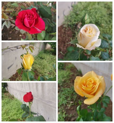 山东省药学科学院 种花添彩 美化家园