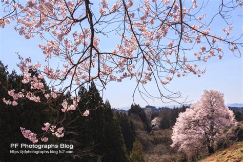 ふくしまの桜2023④ PF Photographs Blog