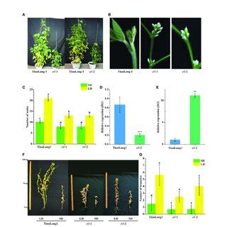 Loss Of E1 Function Changes The Stem Growth Habits Of Soybean A