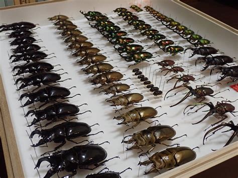 カブトムシクワガタムシ採集と標本展富士山樹空の森御殿場市の新しい形の公園施設遊んで学んで癒やされてご家族で御殿場市富士山