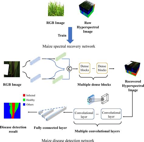 Frontiers Maize Disease Detection Based On Spectral Recovery From RGB