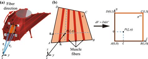 Muscle Membrane Element A Finite Element Discretization Of The
