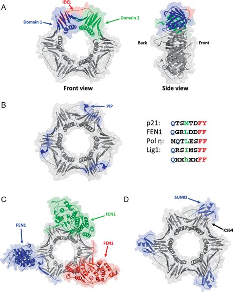 Figure 1 From The Many Roles Of Pcna In Eukaryotic Dna Replication