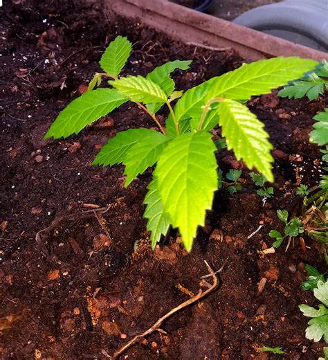 Is This An Elm Sapling North East Usa R Whatplantisthis
