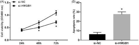 Effect Of Knockdown Of Hmgb1 Expression On Proliferation And Apoptosis