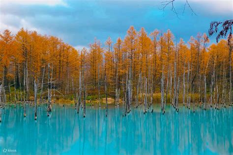 홋카이도 여름 인터넷 연예인 체크인 패치워크 로드 세븐스타 트리 And 시키사이노오카 And 초록연못 And 시라스 폭포 And 도미타 농장 And 엘프 테라스 1일 투어 클룩