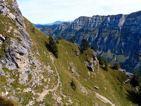 Swiss Mountain Goat Sigriswilgrat