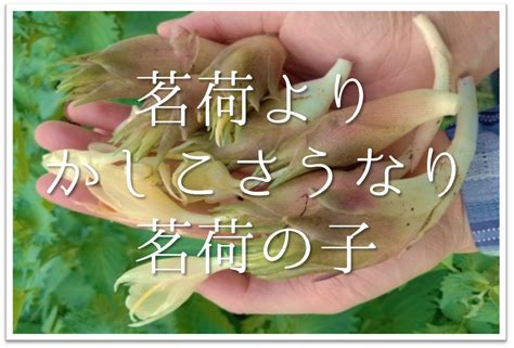 【茗荷よりかしこさうなり茗荷の子】俳句の季語や意味･表現技法･鑑賞･作者など徹底解説 俳句の教科書｜俳句の作り方・有名俳句の解説サイト