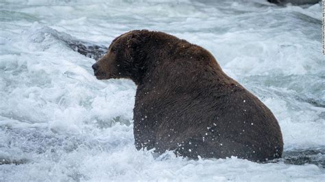 Fat Bear Week Has A 2022 Contest Winner Cnn Travel