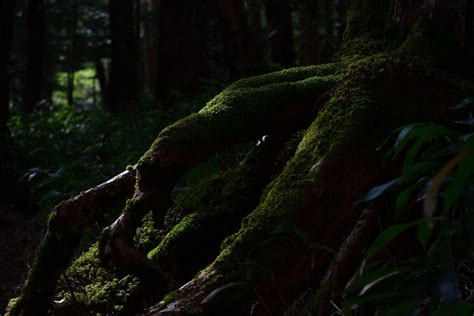 苔の森 GANREF
