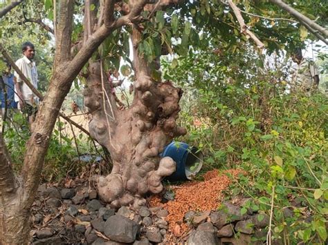 Police Raid On Raw Liquor Base कच्ची शराब के अड्डे पर पुलिस का धावा
