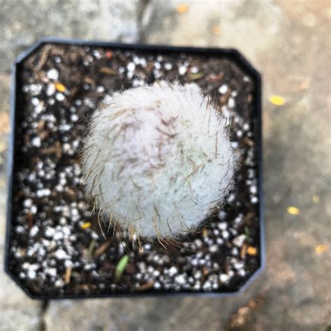 Austrocephalocereus Dybowskii Cactus Plant
