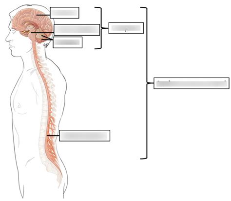 Diagramme De Schéma Du Système Nerveux Centrale Quizlet