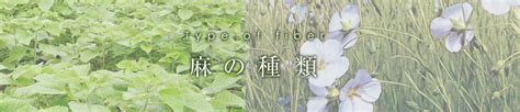 麻の種類 近江の麻 滋賀麻工業株式会社
