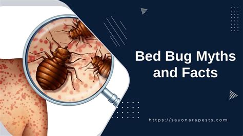 Debunking Bed Bugs Myths And Presenting The Facts Sayonara Pests