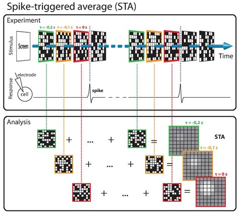 Spike Triggered Average Handwiki