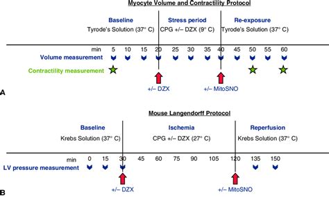 Isolated Myocyte And Langendorff Isolated Heart Experimental Protocols