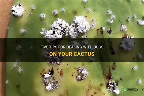 Five Tips For Dealing With Bugs On Your Cactus Shuncy