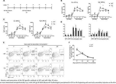Figure 1 From Microrna‐146a Promotes Ige Class Switch In B Cells Via