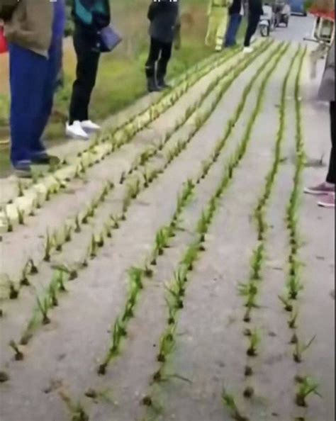 風暴士兵 🪐🪬taiwan Only On Twitter 習主席說每個省都要推廣退林還耕， 領導來視察，讓他們見識見識！ 水泥路上也能