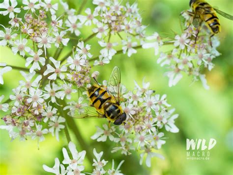 MACRO PHOTOGRAPHY FOCUS STACKING WITH FLASH AND DIFFUSER Photography Journal En Blog