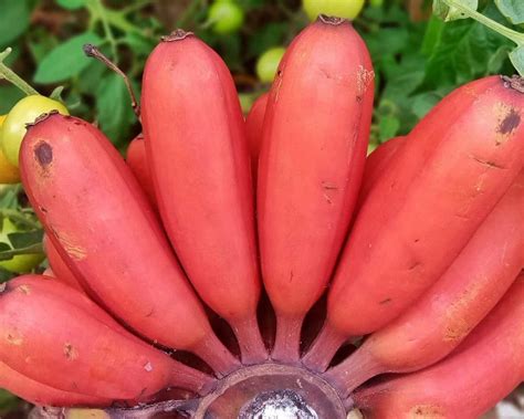 Turunkan Tekanan Darah Dengan Konsumsi Buah Pisang Merah Ini 8 Manfaat