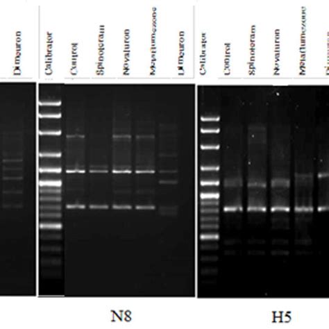 Rapd Pcr Image Profile By Four Primers Amplification Of P Gossipiella