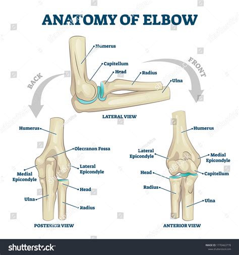 4 Olecranon Fossa Humerus Stock Vectors And Vector Art Shutterstock