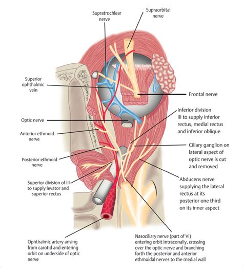 14 Orbital Decompression Optic Decompression Supraorbital Approach And Transorbital Approach